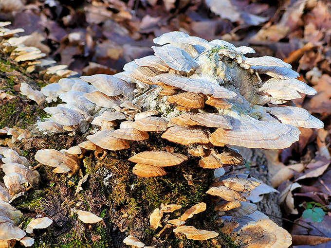Nature's own architectural marvel &ndash; these fungi create miniature balconies on fallen logs, like tiny apartments for woodland sprites.