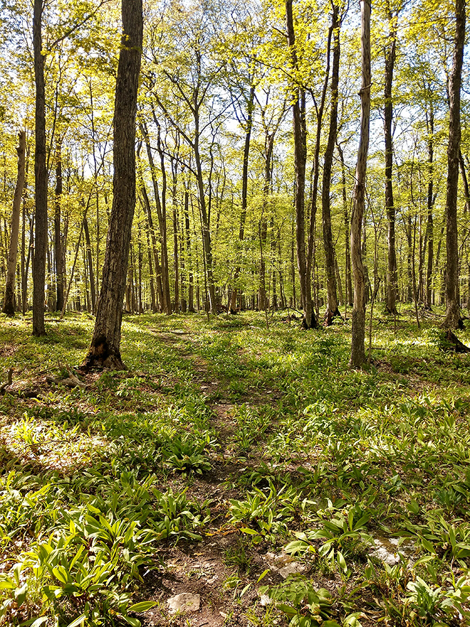 Sunlight filters through the canopy of this hardwood forest trail, where nature reclaims land once cleared for Fayette's industrial purposes.