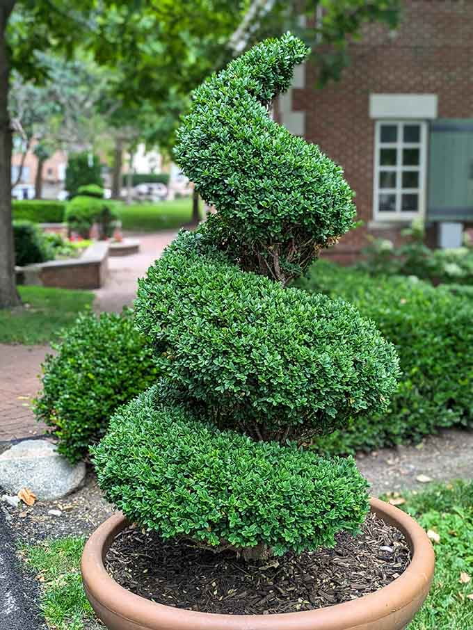 Someone looked at a regular bush and thought, "You know what this needs? To be twisted into a spiral," and honestly, they were right.