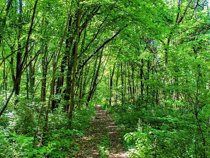 Welcome to nature's obstacle course! These unpaved trails offer a journey through a green labyrinth where every turn reveals a new botanical surprise.