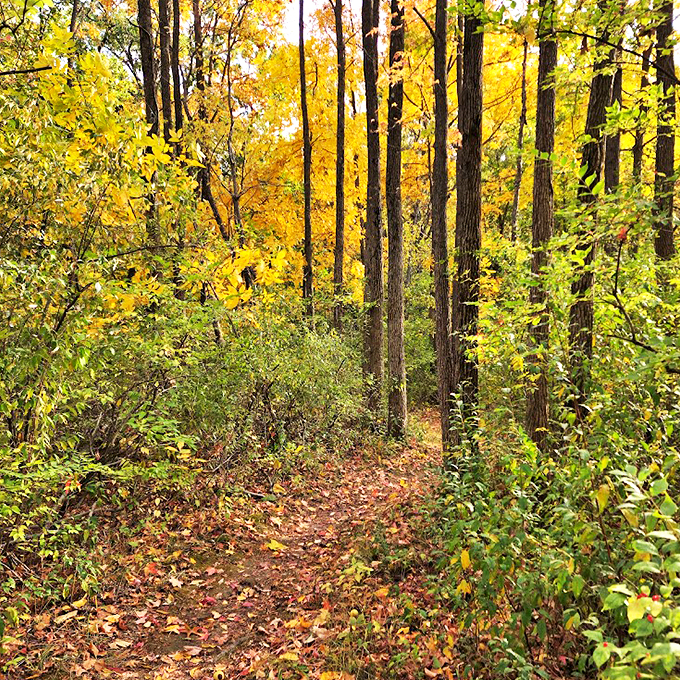 Autumn leaves carpet this winding trail, inviting visitors to explore the park's hidden corners and quiet moments