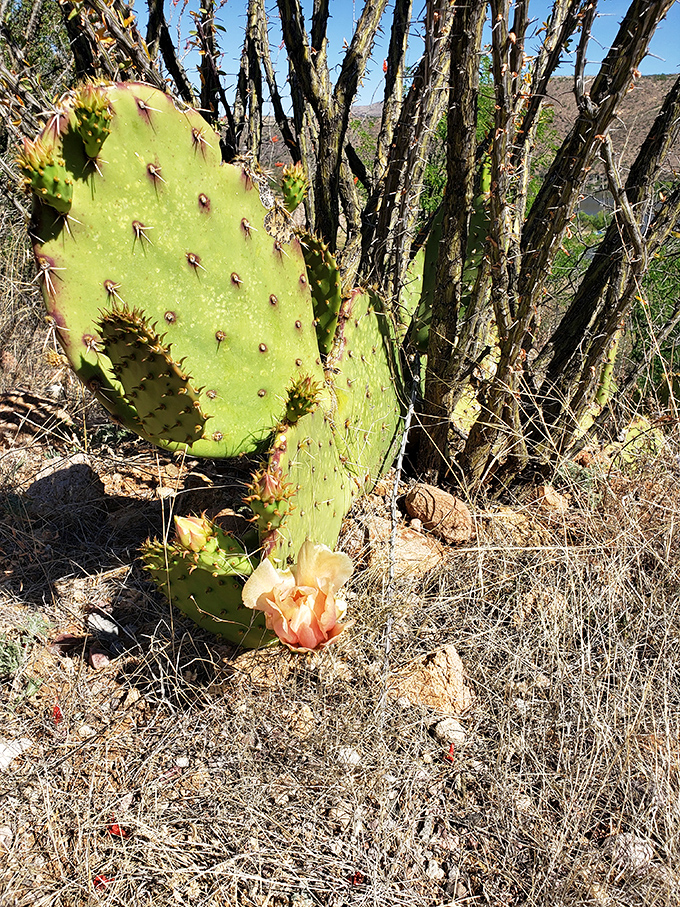 Prickly pear cactus showcases its stunning bloom, proving even the thorniest desert residents have their moment of glory.