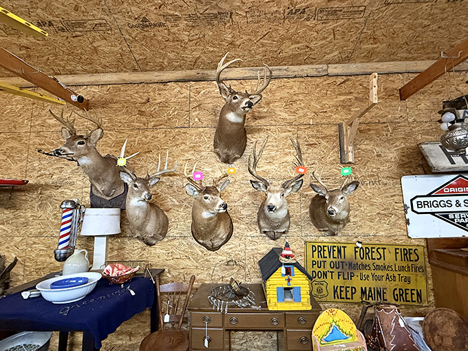 The silent sentinels of Maine's hunting heritage gaze out with glass eyes, their antlers adorned with colorful price tags.
