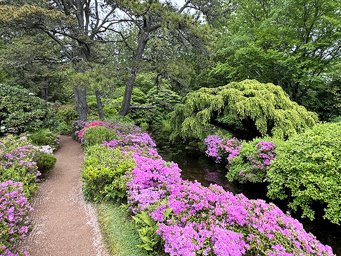 Spring brings an explosion of color as azaleas line this winding path. It's like walking through a painting that someone forgot to frame.