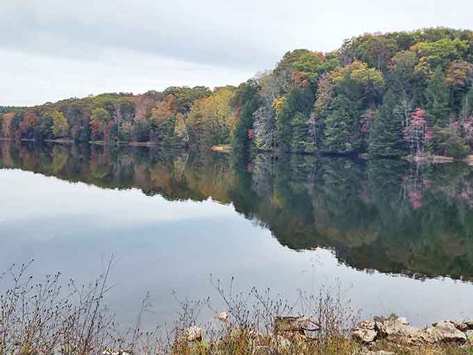 Fall's reflection doubles the visual feast at Rose Lake, where autumn trees create a perfect mirror image on still waters.