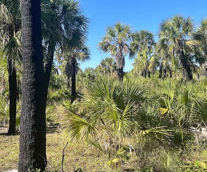 Native vegetation thriving without any help from landscape architects or irrigation systems, showing off a bit.