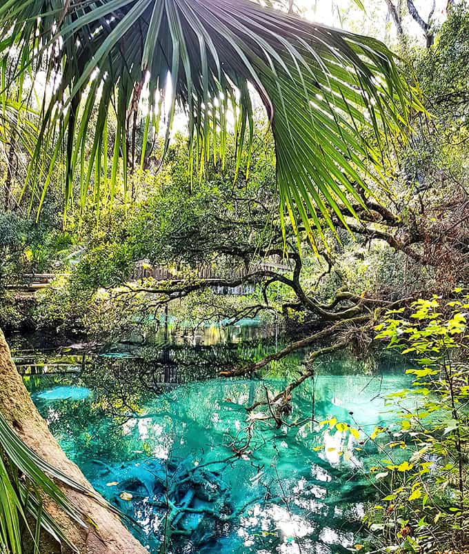 A window to Florida's soul – this hidden spring reveals what the Sunshine State looked like before postcards and theme parks.