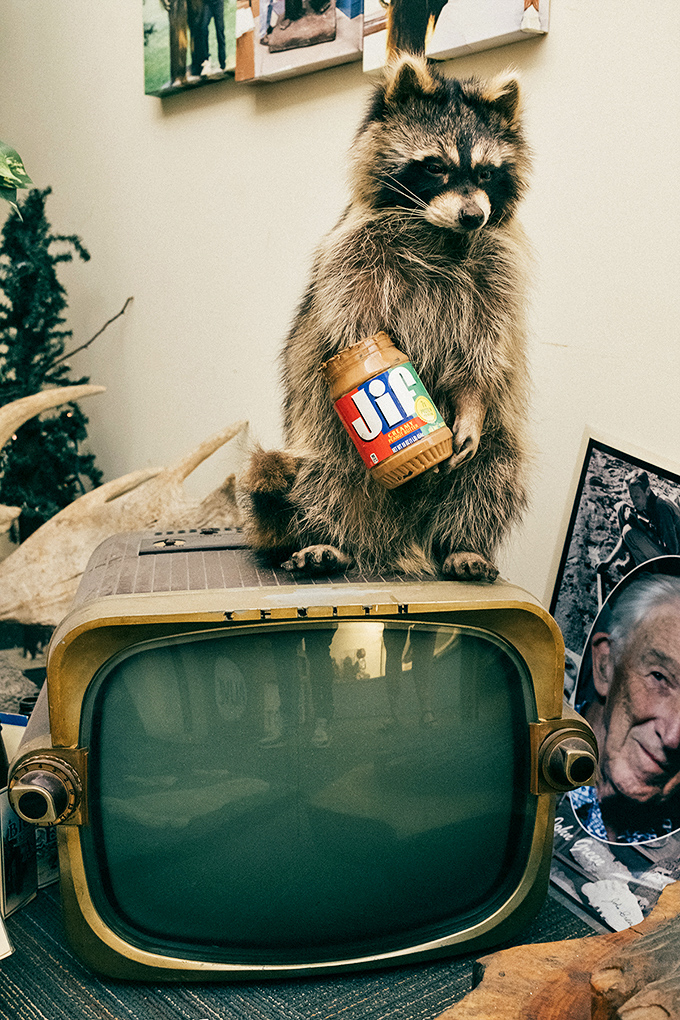 The museum's raccoon mascot demonstrates proper television repair techniques while enjoying a midnight snack of peanut butter.