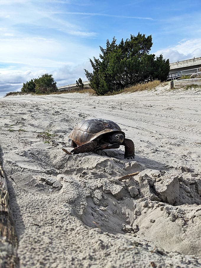The original slow traveler: This gopher tortoise doesn't need Google Maps to know exactly where he's going.