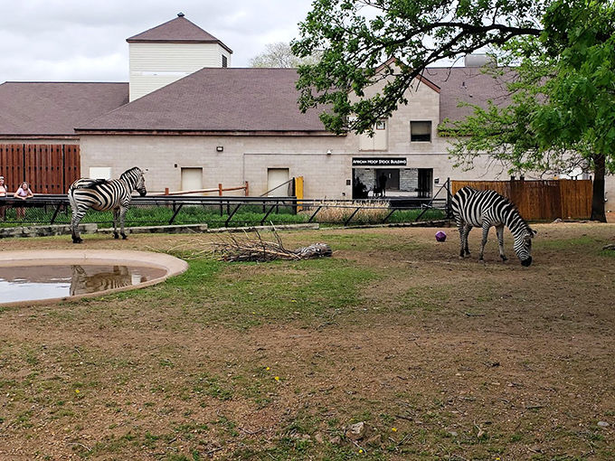 Zebras graze peacefully near the African hoofstock building, their distinctive stripes creating living art against the landscape.