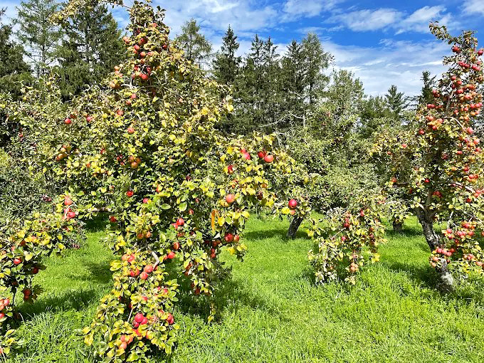 Apple trees heavy with fruit create nature's perfect archway, inviting visitors to wander through rows of McIntosh, Honeycrisp, and heirloom varieties.