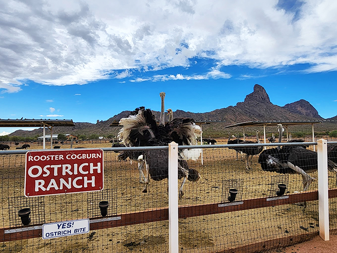 "Yes! Ostrich Bite"&mdash;a sign that's both a warning and an invitation. These feathered giants are ready for their close-up... and maybe your sandwich.