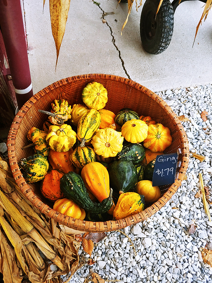 A basket of gourds showcases autumn's quirky side – nature's sculptural oddities bringing whimsical charm to seasonal decorating.