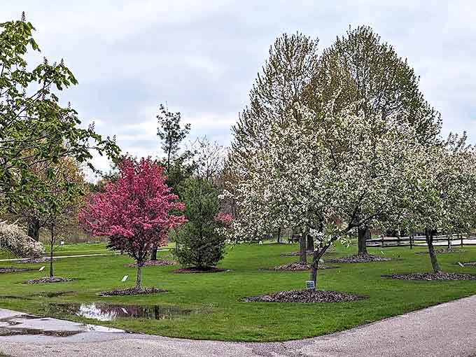 Spring announces itself through a symphony of blossoms, painting the park's landscape with nature's most cheerful color palette.