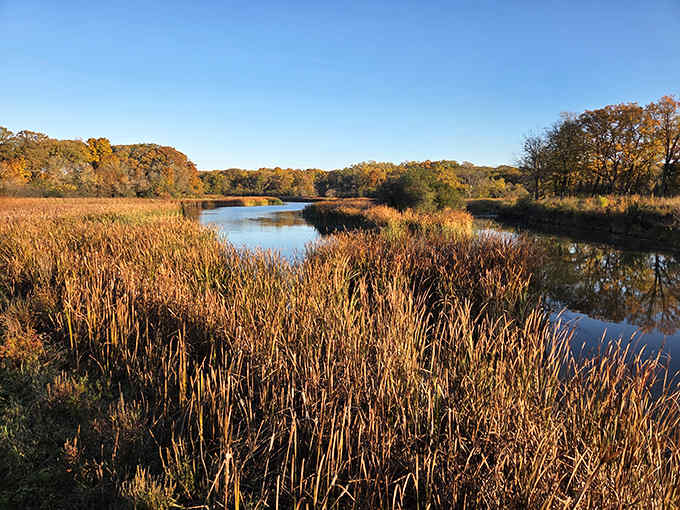 Autumn's tapestry unfolds along the waterway, where cattails stand sentinel against a backdrop of seasonal transformation.