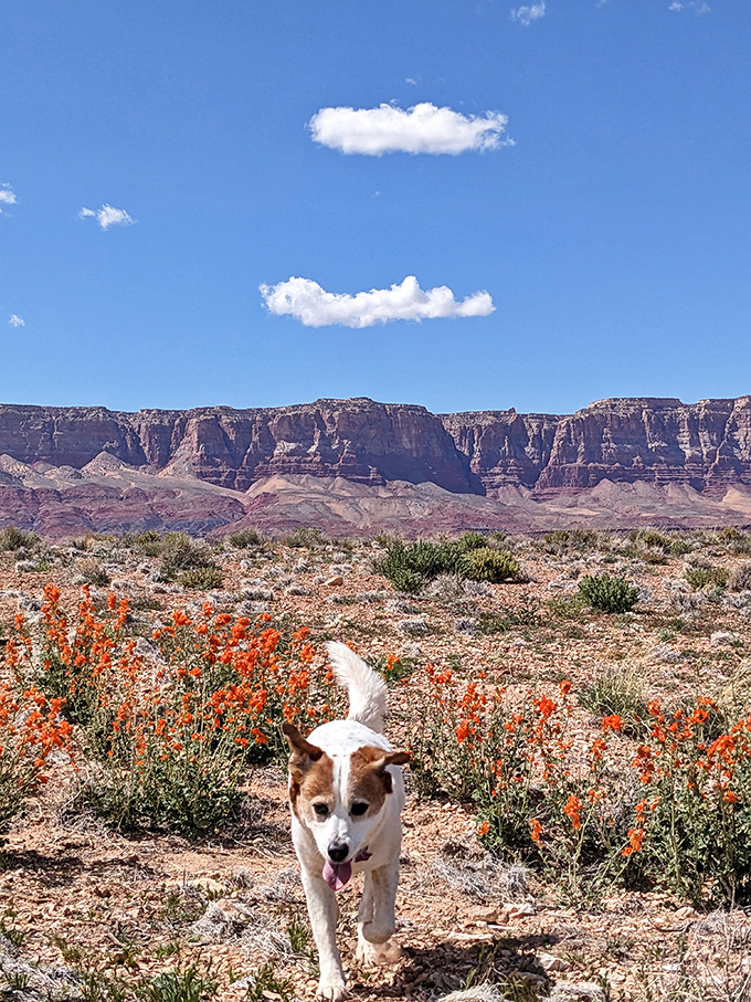 The big blue above meets ancient red below, a color combination that Arizona perfected long before interior designers discovered it.