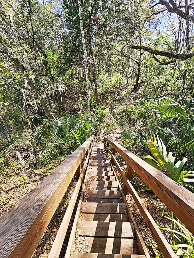 Wooden stairs lead down into lush Florida wilderness &ndash; each step taking you further from everyday life.