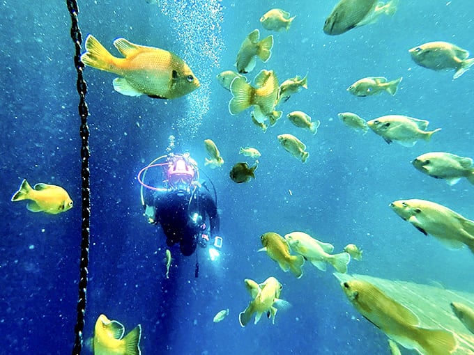 A diver becomes part of the underwater ecosystem, surrounded by curious yellow fish in a scene straight from Finding Nemo.