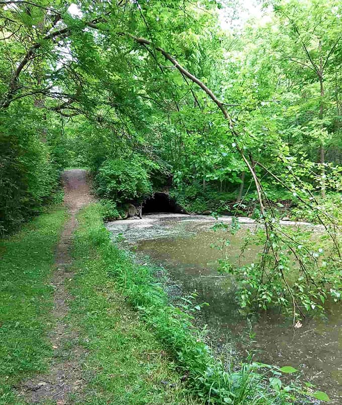 Harrison Lake trails offer the kind of walking meditation that clears your head better than any app or wellness program ever could.