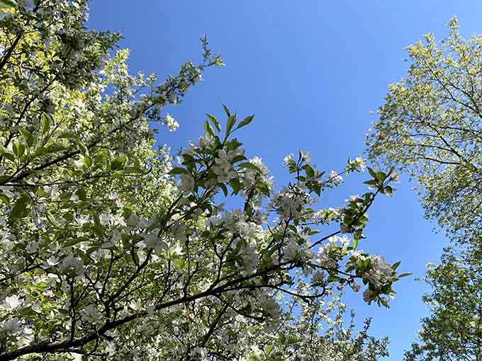 Spring blossoms burst forth like nature's confetti, celebrating the end of winter with more enthusiasm than a New Year's Eve party.