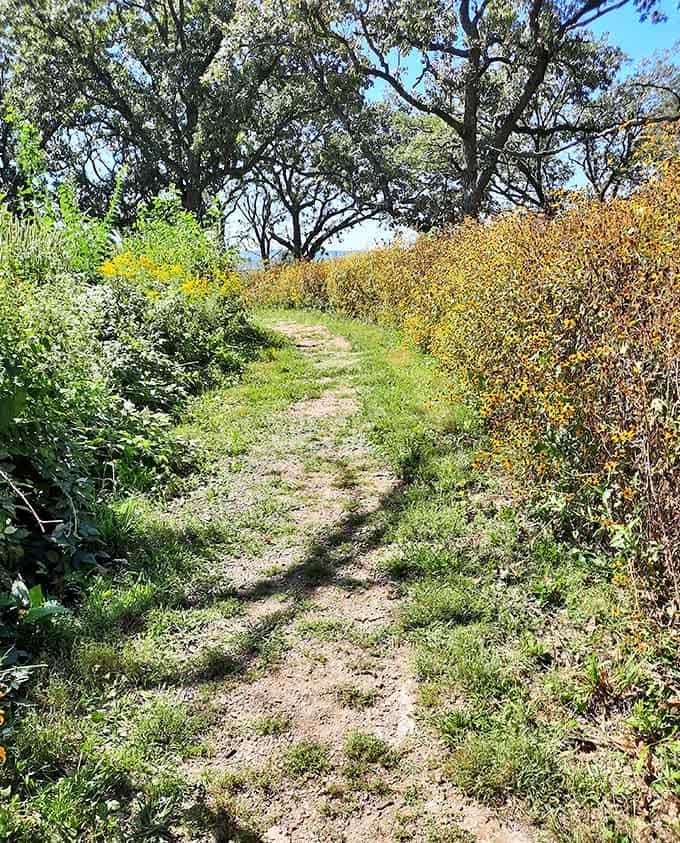 Trails that wind through the preserve like nature's invitation to explore, no RSVP required.