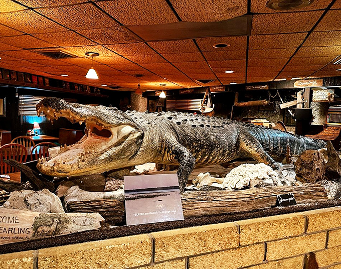 Where taxidermy meets hospitality – that alligator's grin seems to say, "Just wait until you try my cousin on the appetizer menu."