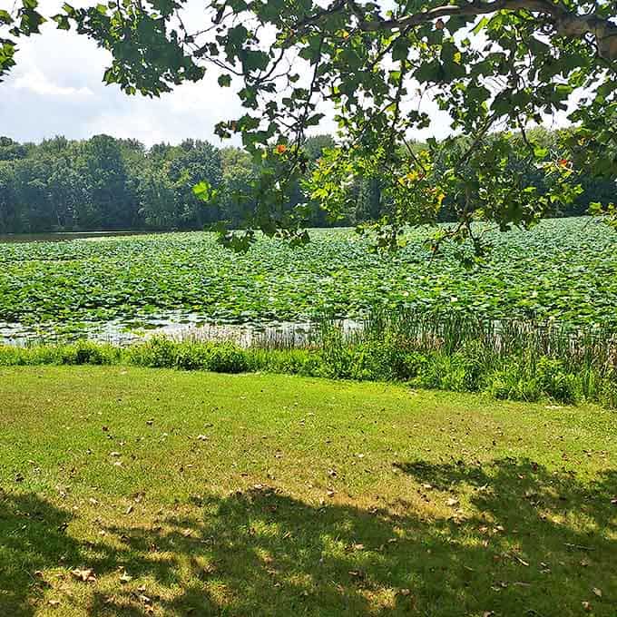 Nature's own water garden: lily pads create a floating mosaic on Lake Logan's surface, home to frogs and dragonflies alike.