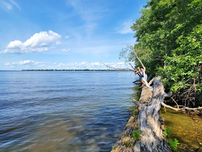 Where fallen trees become nature's diving boards and every ripple tells a story.