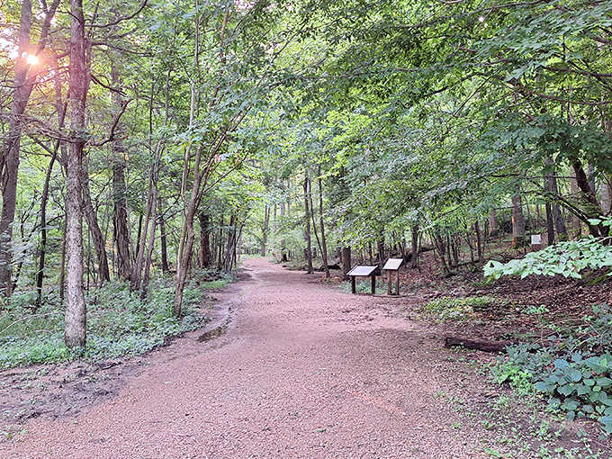 This inviting path practically whispers, "Follow me to something wonderful." The best adventures always start with trails like this.