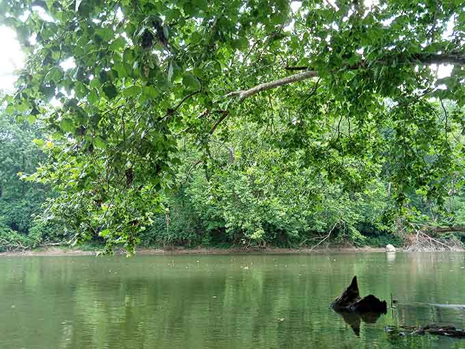 Overhanging branches create nature's own tunnel system, where the river becomes an intimate pathway through Ohio's lush greenery.