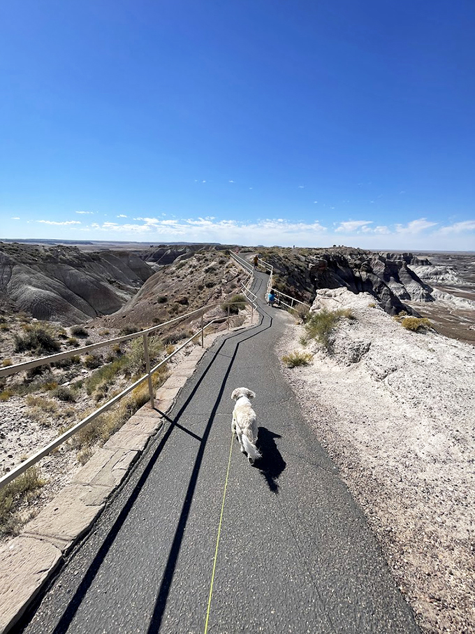 The road less traveled? Not anymore. This inviting path beckons adventurers to explore Blue Mesa's otherworldly landscape.