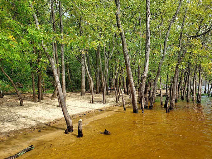 Trees wade knee-deep in golden waters, creating a surreal forest where land and river blur into magic.