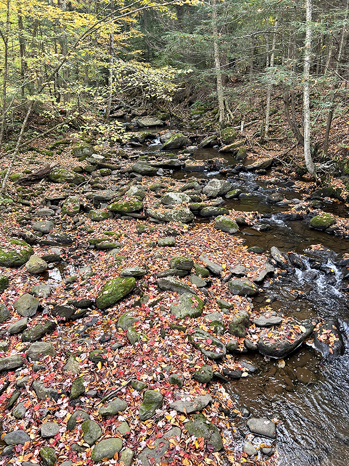 Autumn leaves carpet the forest floor like nature's confetti, celebrating another year of Vermont's spectacular seasonal transformation.