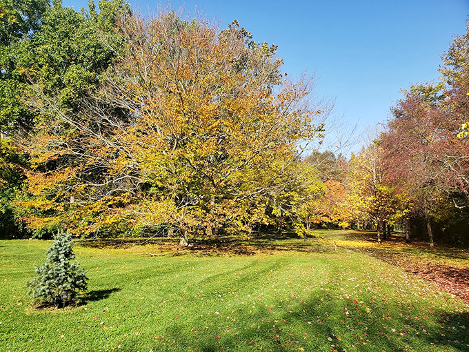Fall's fashion week! These trees are strutting their stuff in a dazzling display of autumn couture that'll leaf you breathless.