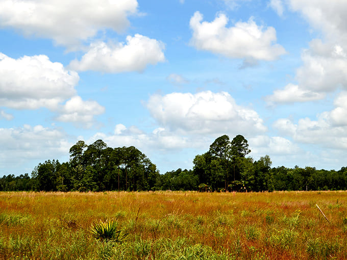 Open grasslands provide contrast to the forested sections, showcasing the diverse habitats that make this conservation area an ecological treasure.