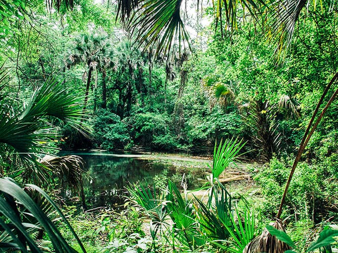 The dense Florida forest embraces the spring, creating a secluded sanctuary where time seems to slow to the rhythm of bubbling water.