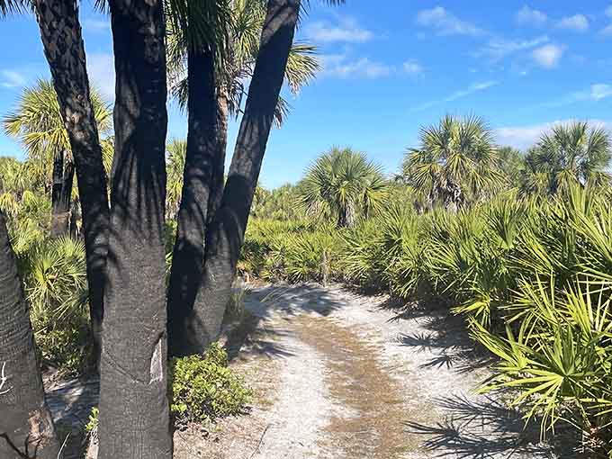 Another path beckoning you deeper into the island, because one trail is never quite enough.