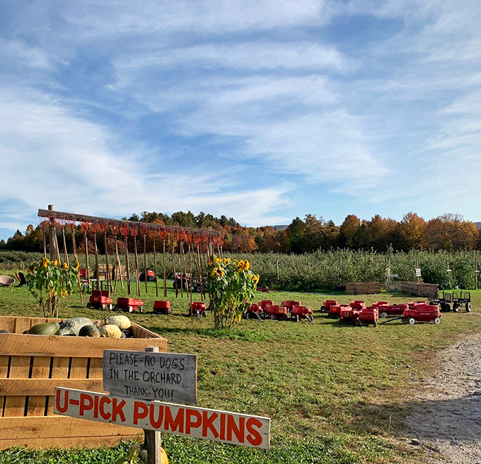 A fleet of little red wagons stands ready for apple-picking adventures, while sunflowers add splashes of gold to the already colorful landscape.