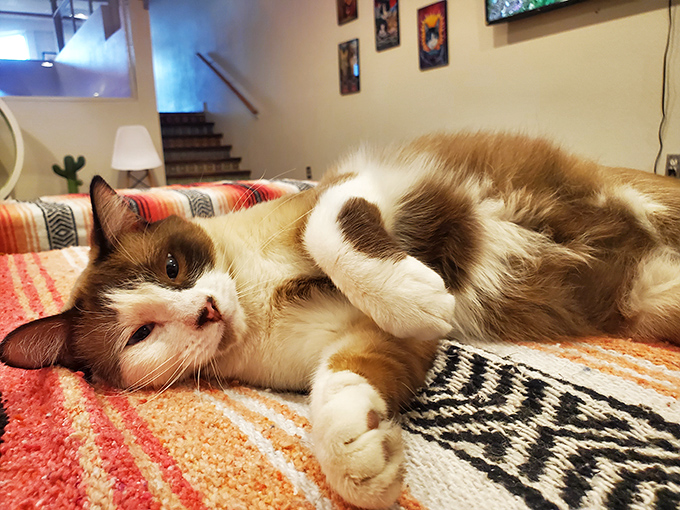 This relaxed brown and white cat has mastered the art of lounging &ndash; a skill that visitors are encouraged to emulate during their stay.