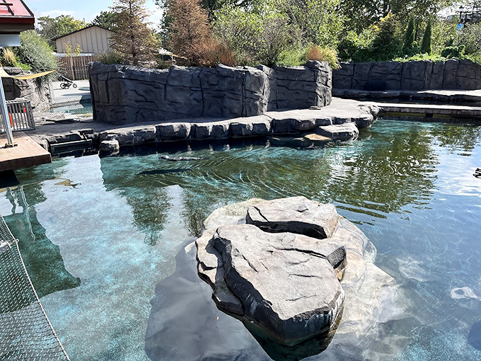 Crystal clear waters invite visitors to spot playful sea creatures in their naturalistic habitat environments.