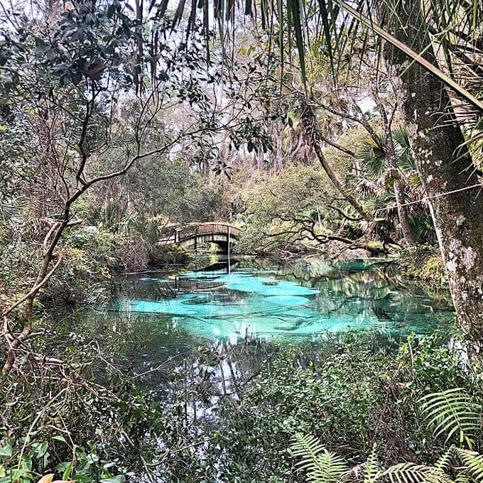 Where the forest meets the spring in a perfect marriage of green and blue that feels almost too beautiful to be real.
