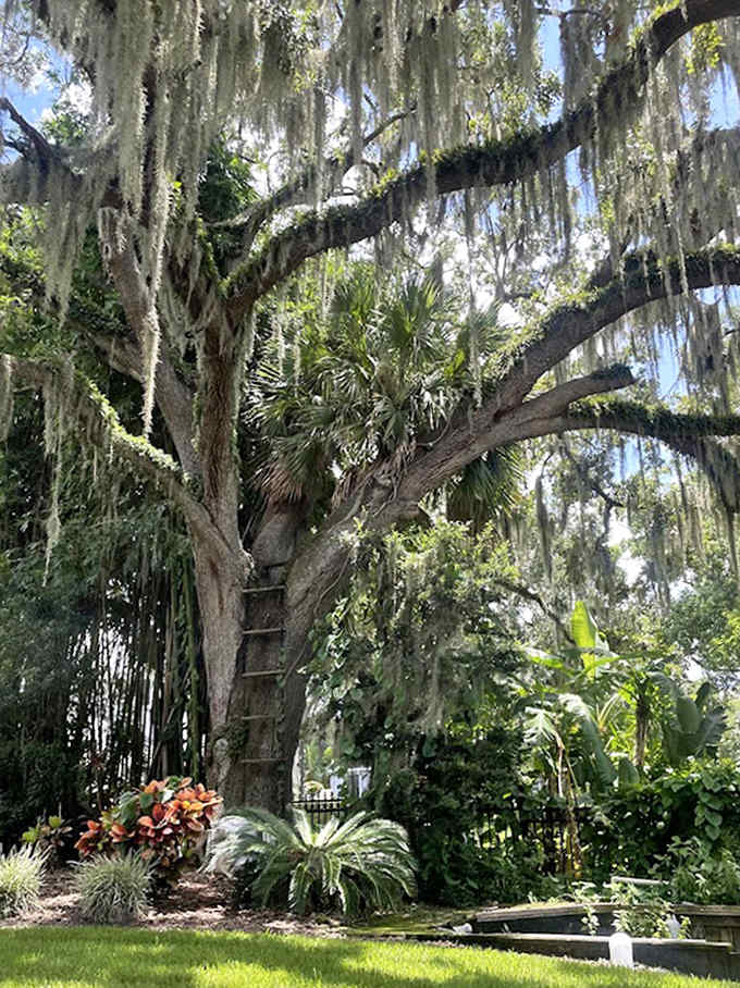 Spanish moss drapes from ancient oaks like nature's own decorations, creating ethereal tunnels of filtered light along the tour route.