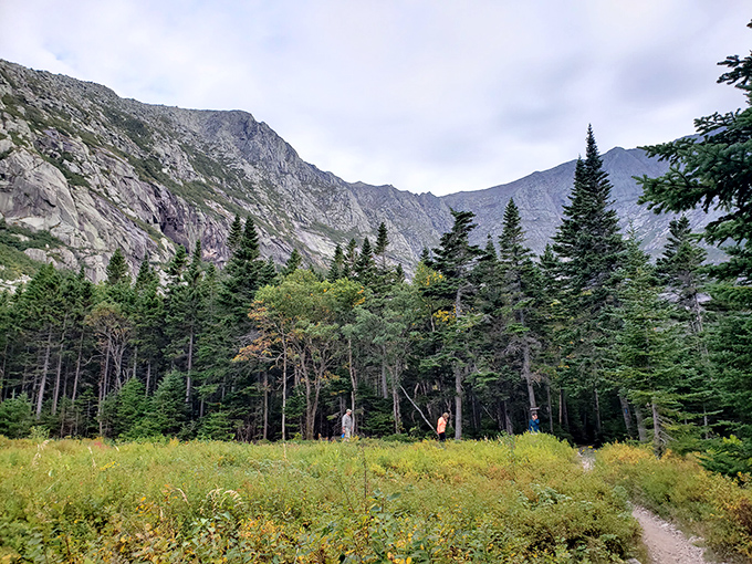Trail guardians: Hikers appear dwarfed by towering spruce and fir trees along the path to Chimney Pond.