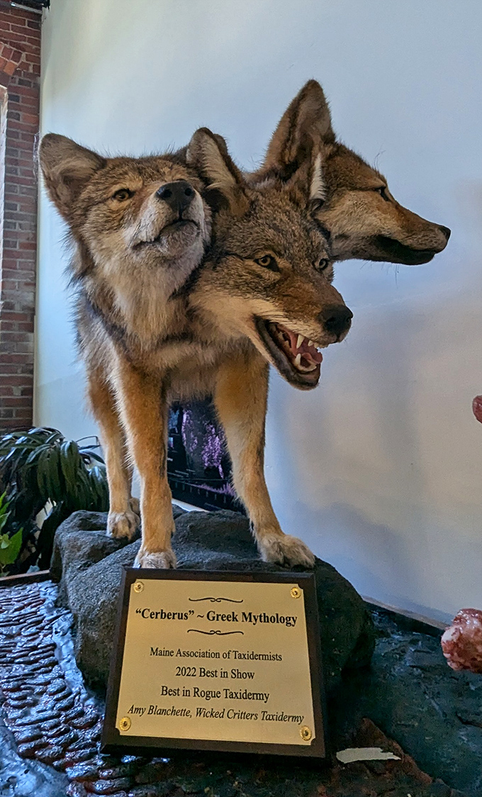 A taxidermist's masterpiece brings Greek mythology to life with this three-headed "Cerberus" wolf, winner of Maine's "Best in Rogue Taxidermy."