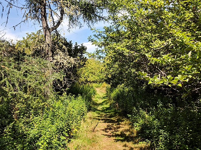 A path less traveled beckons through sun-dappled woods &ndash; the kind that makes you wonder what Thoreau would write about it.