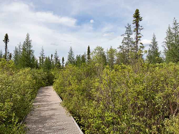 The boardwalk curves through the landscape like a choose-your-own-adventure book, except every choice leads somewhere amazing.