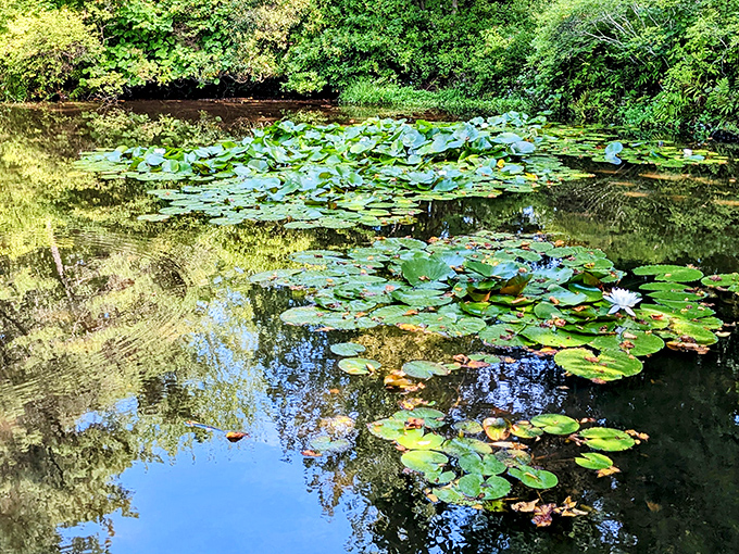 Water lilies float like natural art installations on Asticou's pond, their delicate blooms opening to greet the Maine sunshine. Monet would approve!