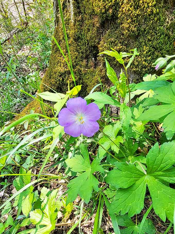 Wild geranium adds purple punctuation to the forest floor &ndash; nature's way of signing its masterpiece with a flourish.