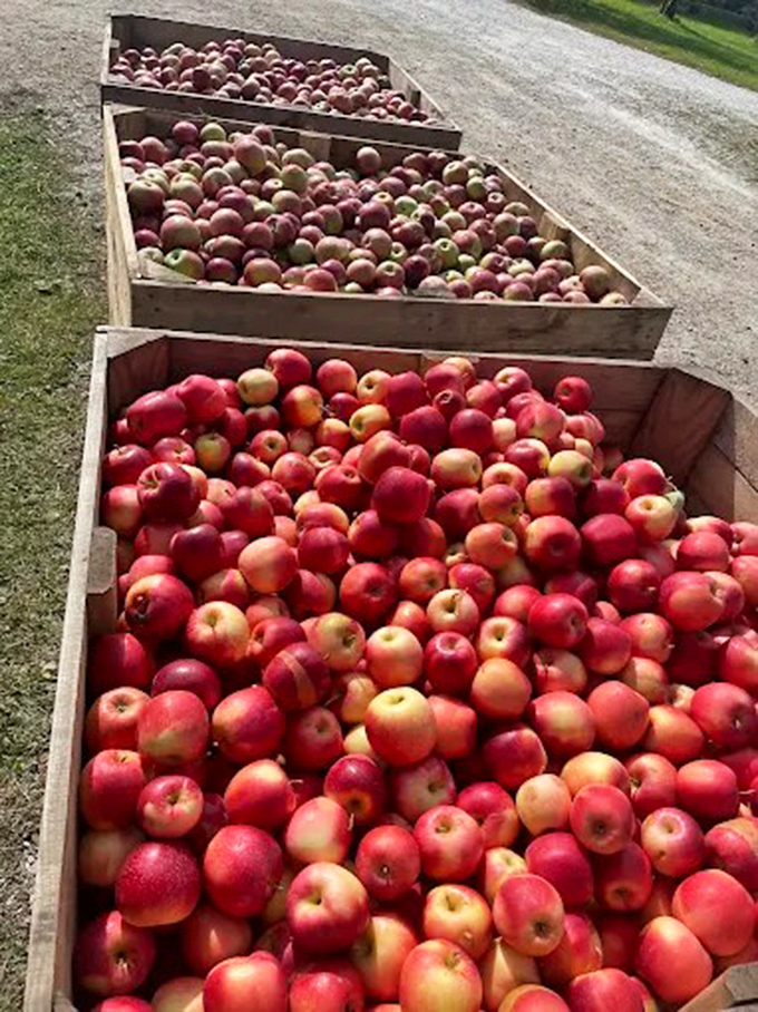 These wooden crates overflow with just-harvested apples, their red and gold skins glistening with the kind of freshness that makes pie bakers swoon.
