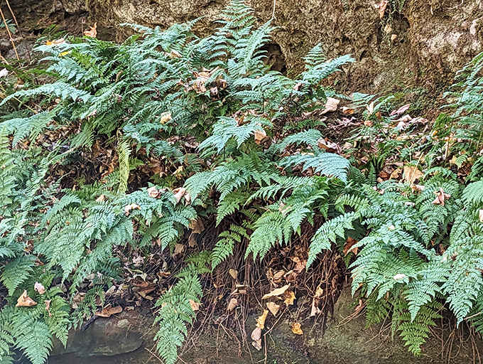 These prehistoric plants carpet the forest floor in vibrant green, creating a living connection to Earth's ancient past.